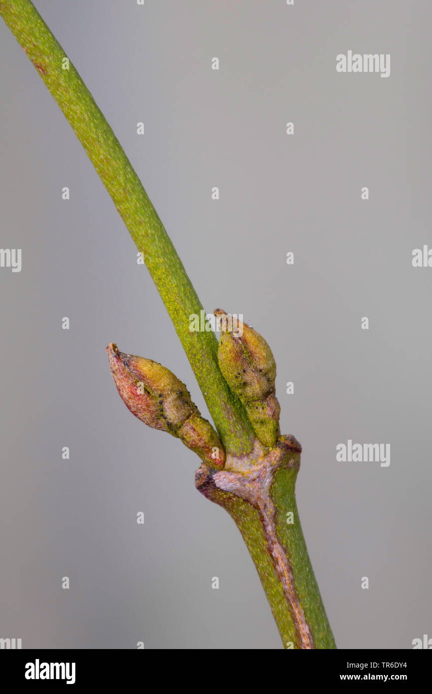 cornelian cherry wood (Cornus mas), branch with buds, Germany Stock ...