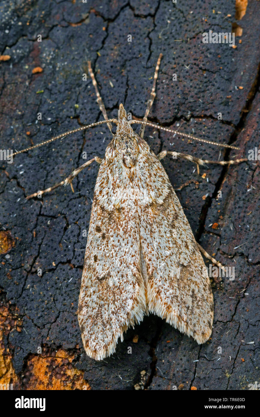 March Dagger Moth (Diurnea fagella, Tinea fagella), male sitting at ...