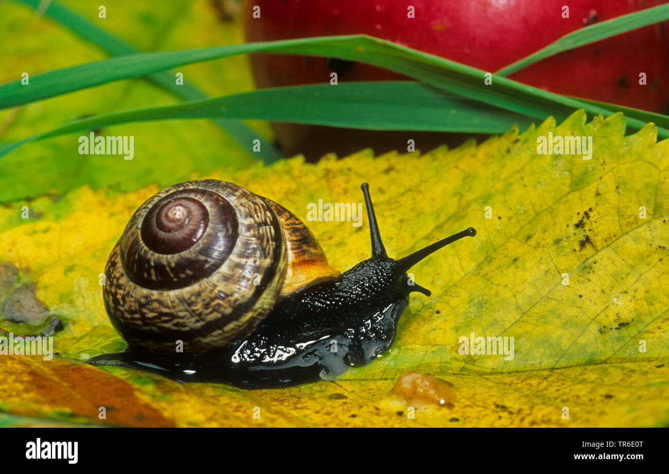 Orchard snail, Copse snail (Arianta arbustorum), on a leaf, side view ...