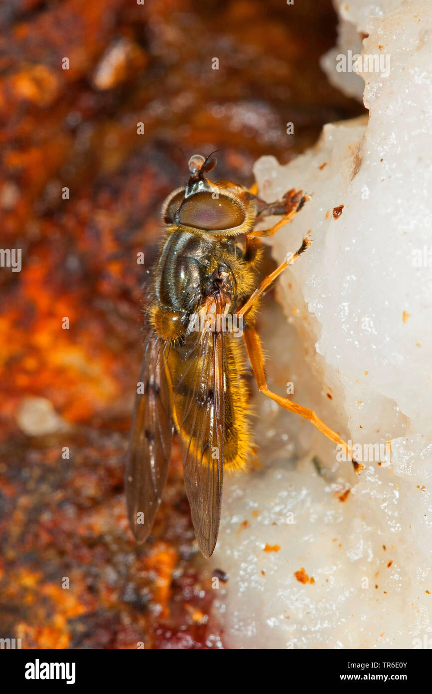 Sap-run Hoverfly (Ferdinandea cuprea), licking tree sap at an injured ...
