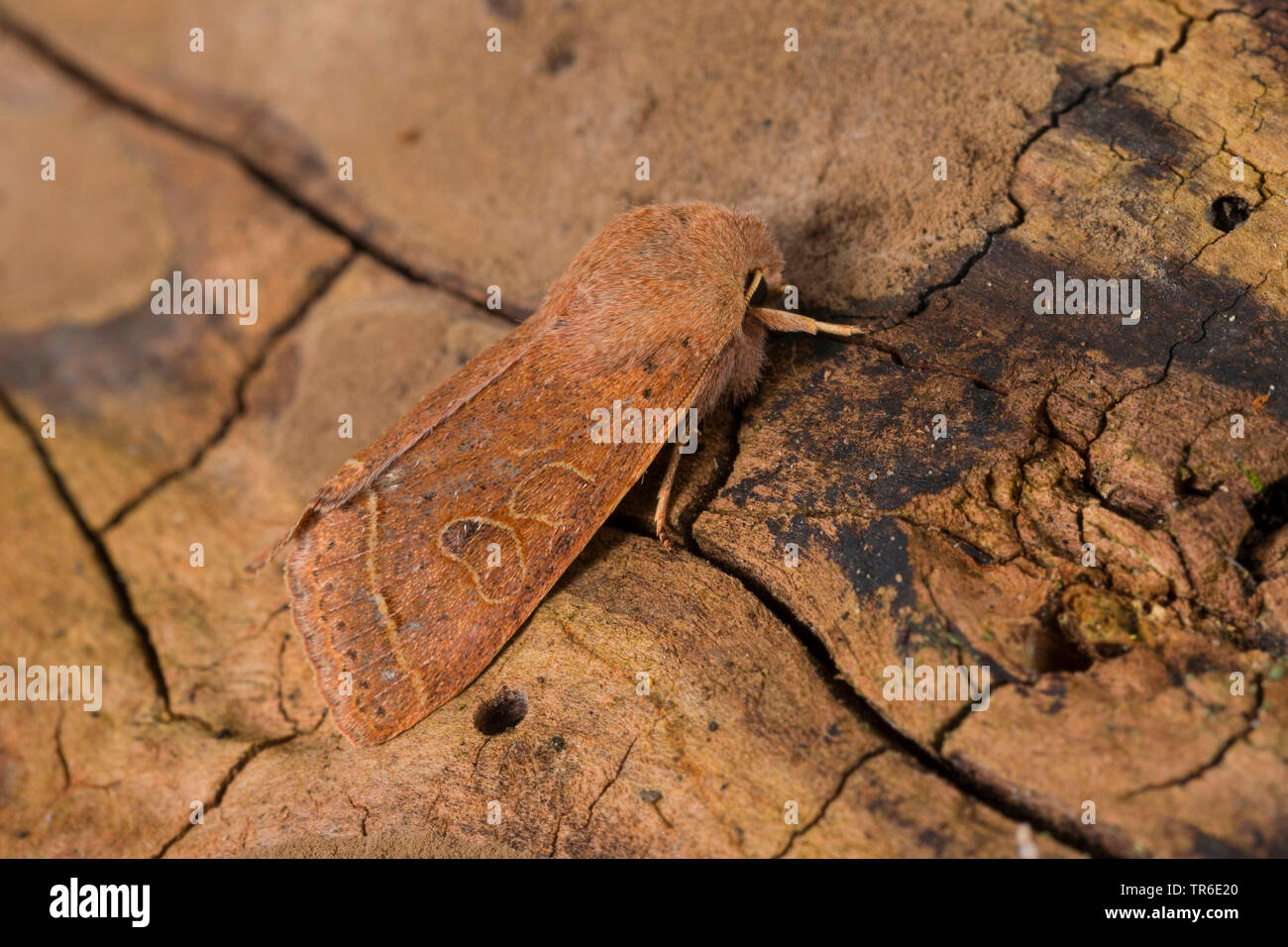 common quaker (Orthosia cerasi, Monima cerasi, Orthosia stabilis ...