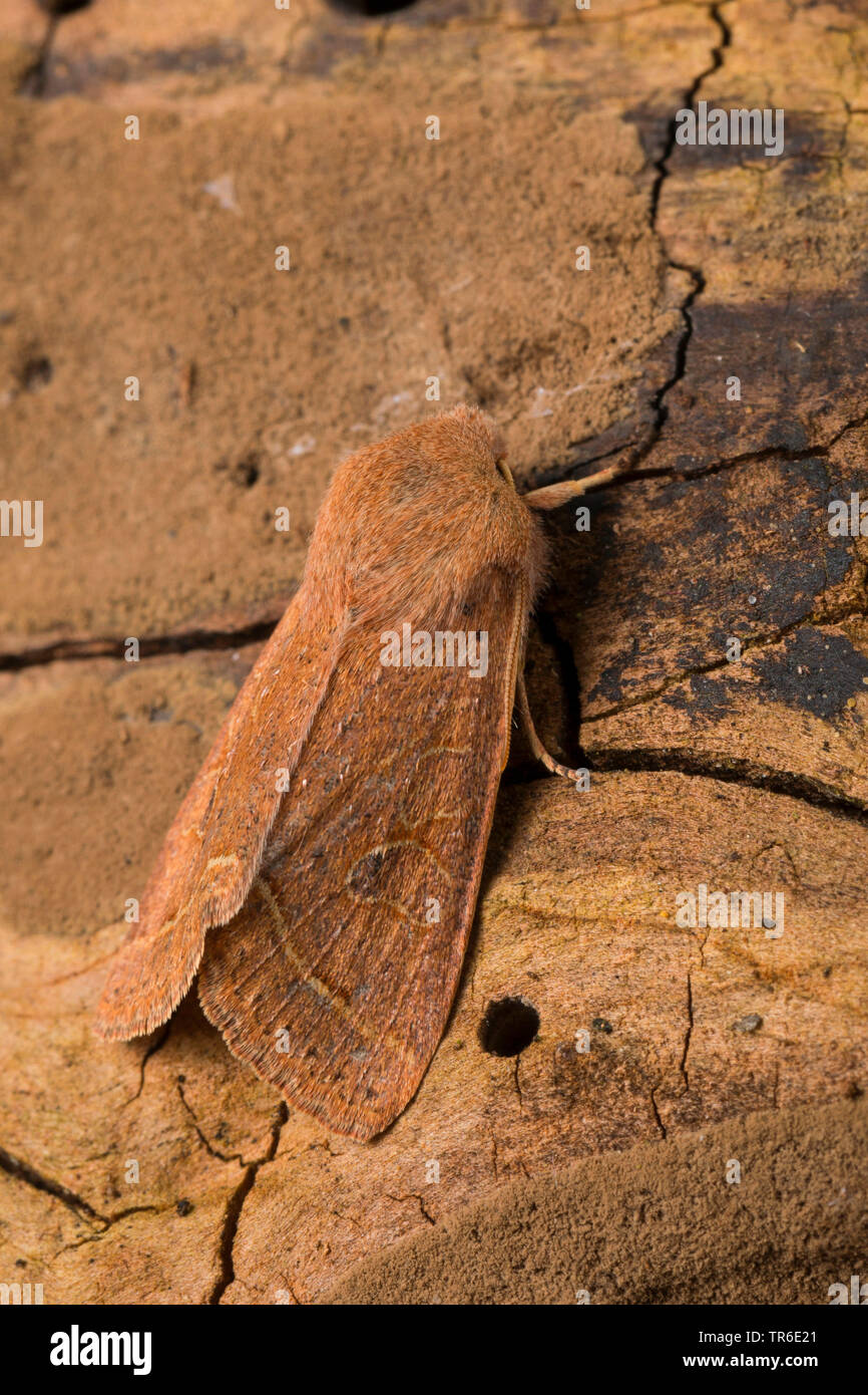 common quaker (Orthosia cerasi, Monima cerasi, Orthosia stabilis ...