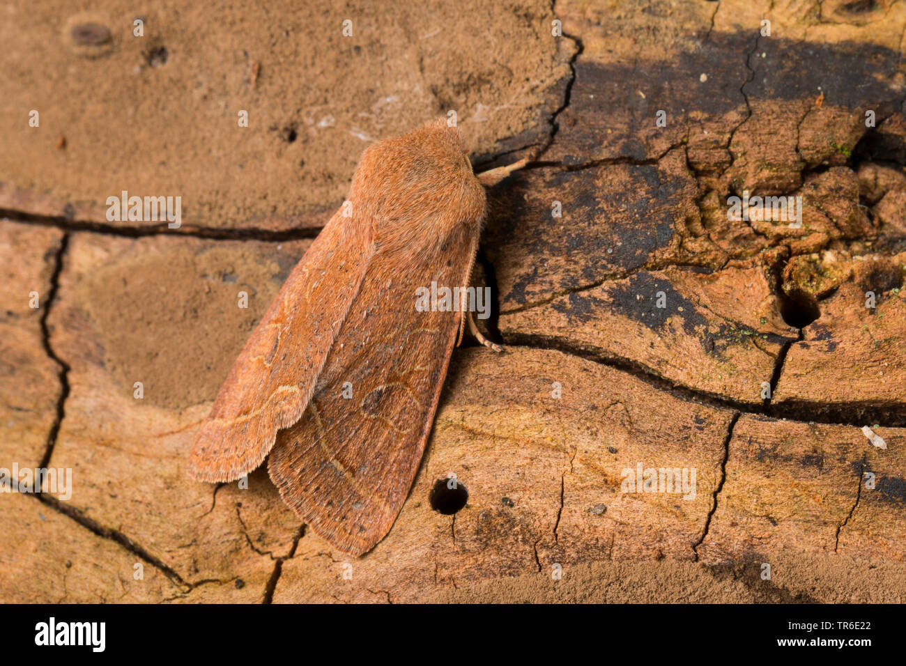 common quaker (Orthosia cerasi, Monima cerasi, Orthosia stabilis ...