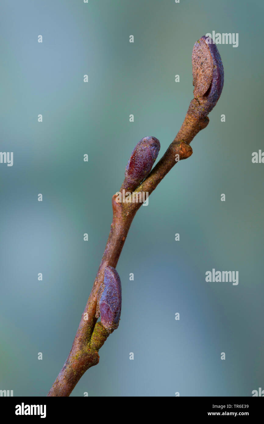 common alder, black alder, European alder (Alnus glutinosa), branch ...
