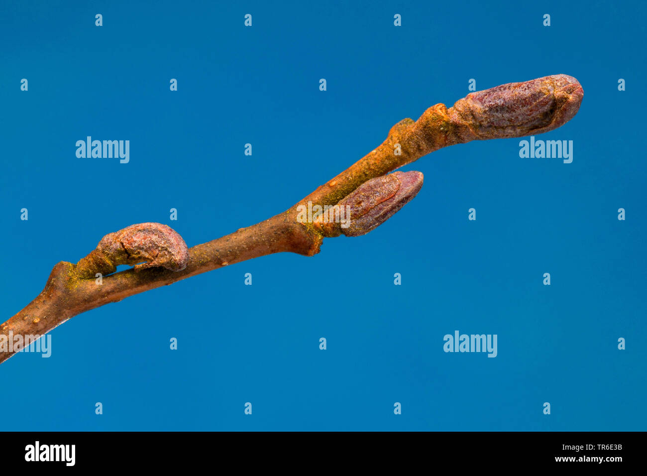 common alder, black alder, European alder (Alnus glutinosa), branch ...