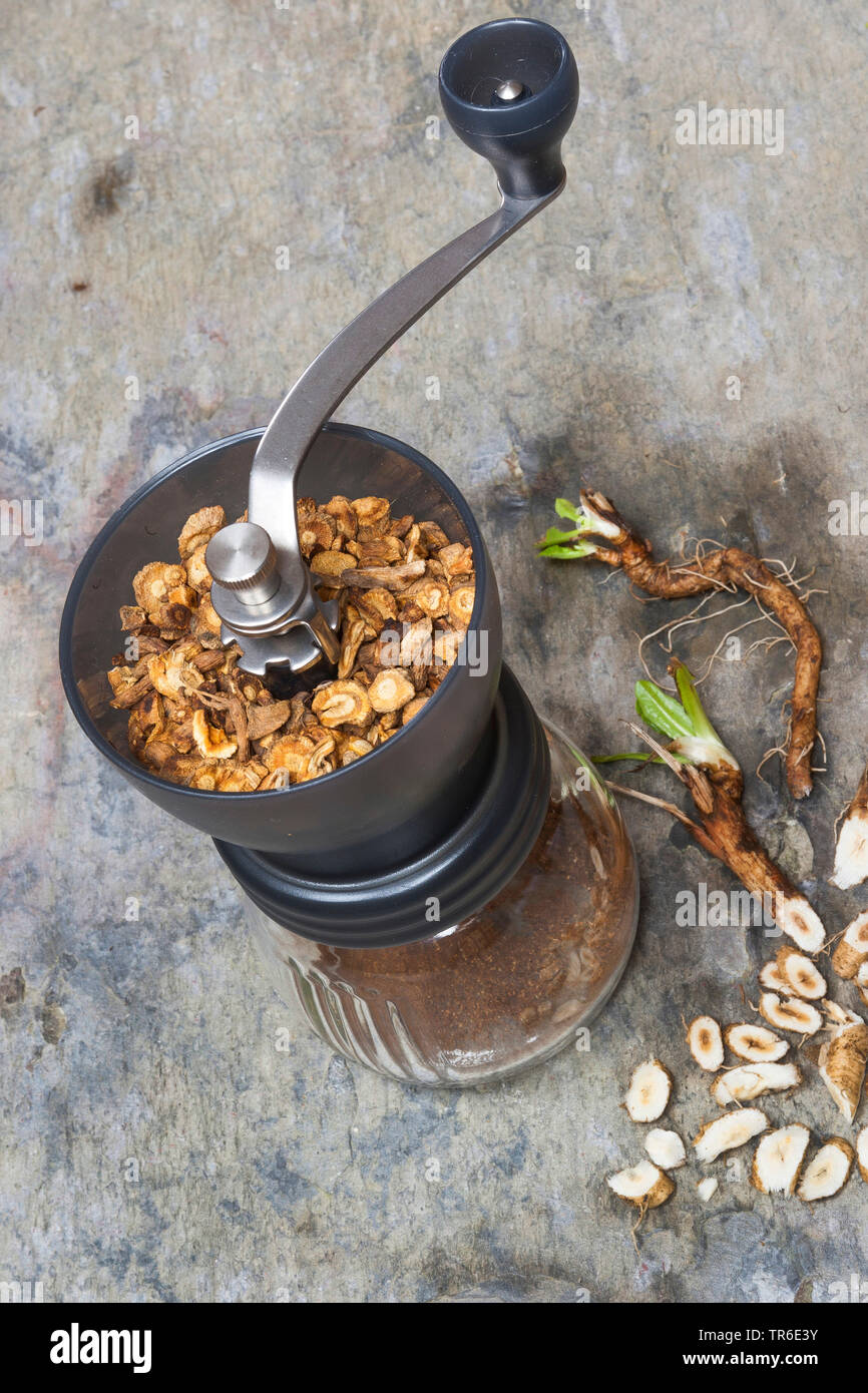 blue sailors, common chicory, wild succory (Cichorium intybus), roots ...
