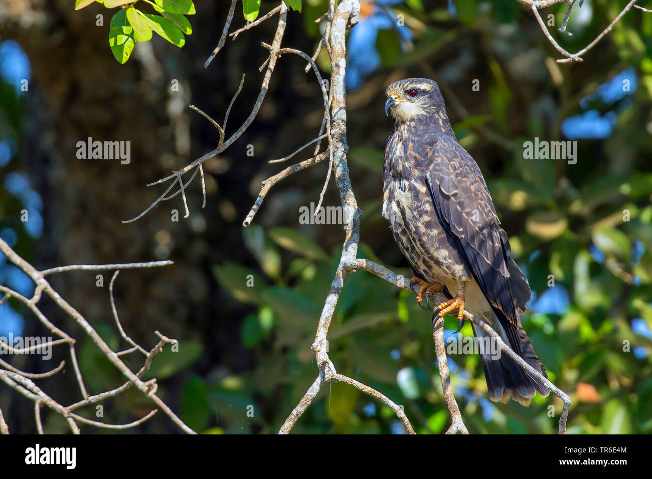 everglade kite (Rostrhamus sociabilis), young bird sitting on a dead ...