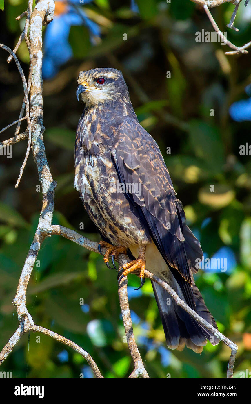 everglade kite (Rostrhamus sociabilis), young bird sitting on a dead ...
