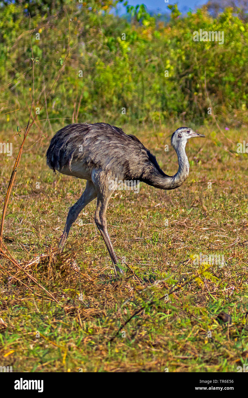 greater rhea (Rhea americana), full-length portrait, side view, Brazil ...