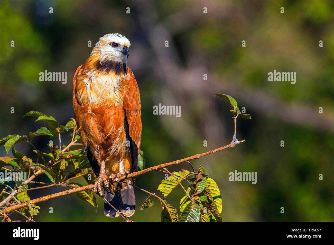 black-collared hawk (Busarellus nigricollis), sitting on a branch ...