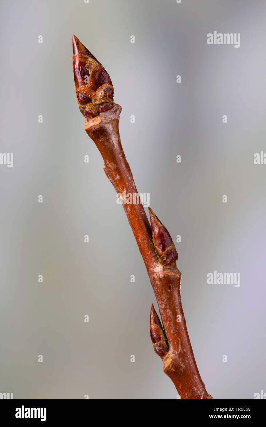 European aspen (Populus tremula), branch with buds, Germany Stock Photo ...