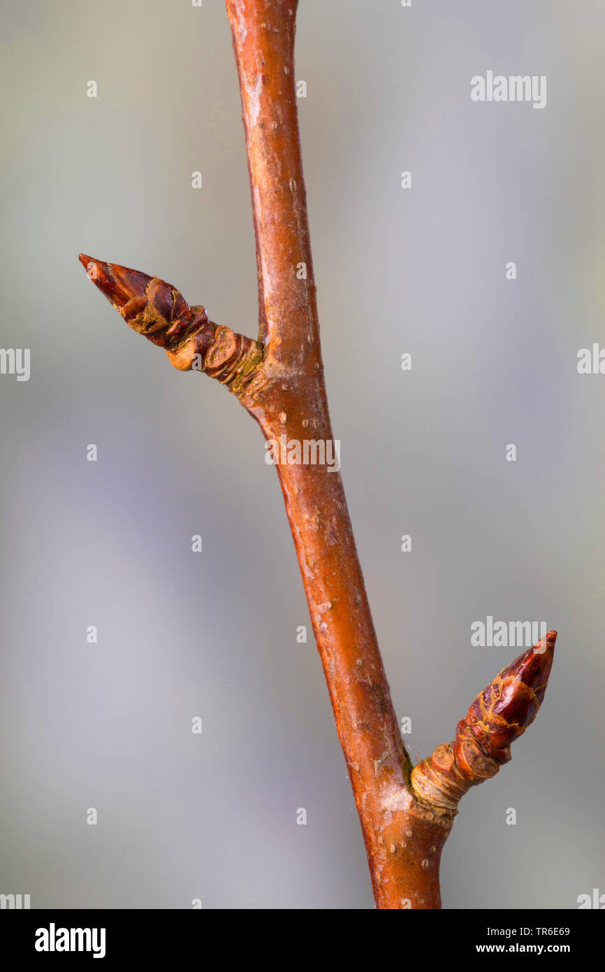 Tree branches buds hi-res stock photography and images - Alamy