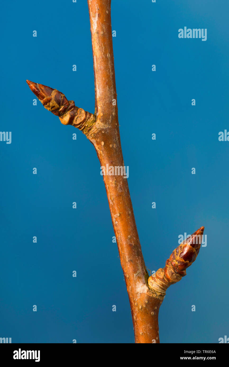 European aspen (Populus tremula), branch with buds, Germany Stock Photo ...