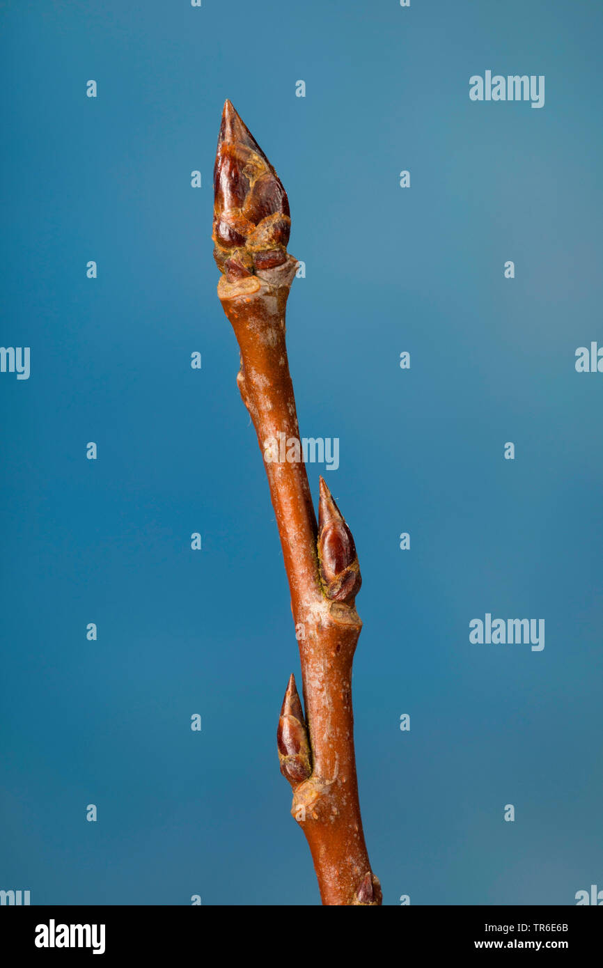 Populus tremula bud hi-res stock photography and images - Alamy