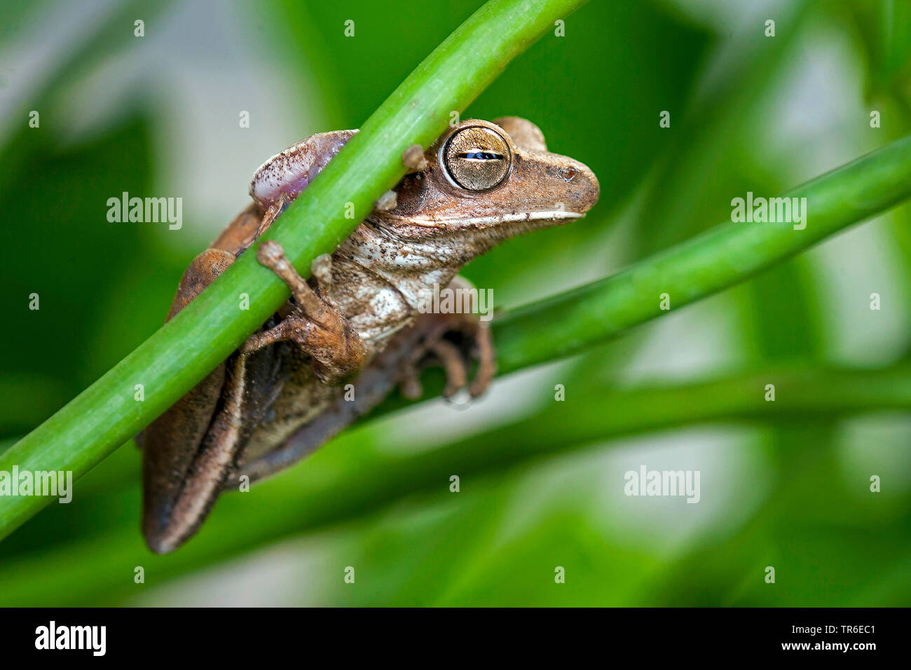 Crested toads hi-res stock photography and images - Alamy