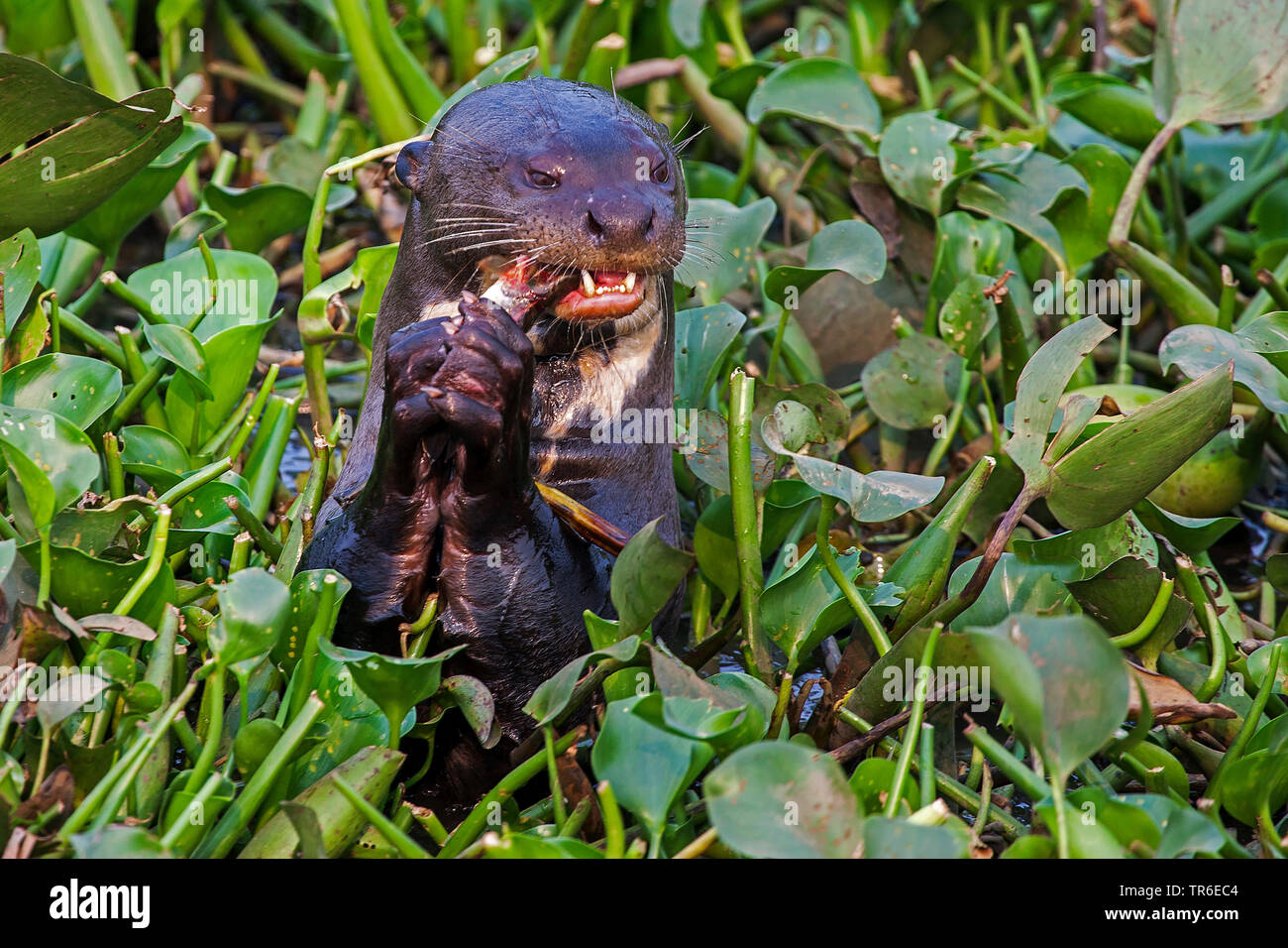 Animals eating plants hi-res stock photography and images - Alamy