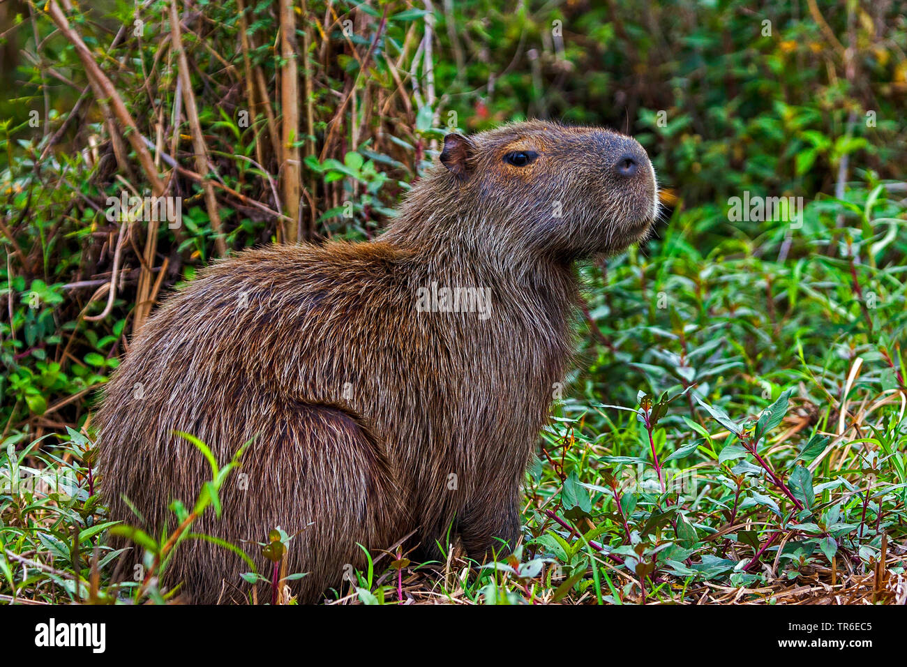 Capybara sitting hi-res stock photography and images - Alamy
