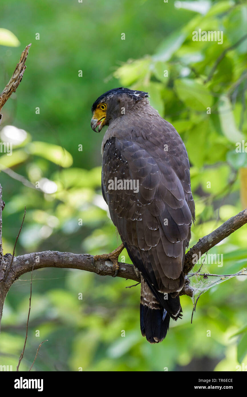 crested serpent eagle (Spilornis cheela), sitting on a branch, rear ...
