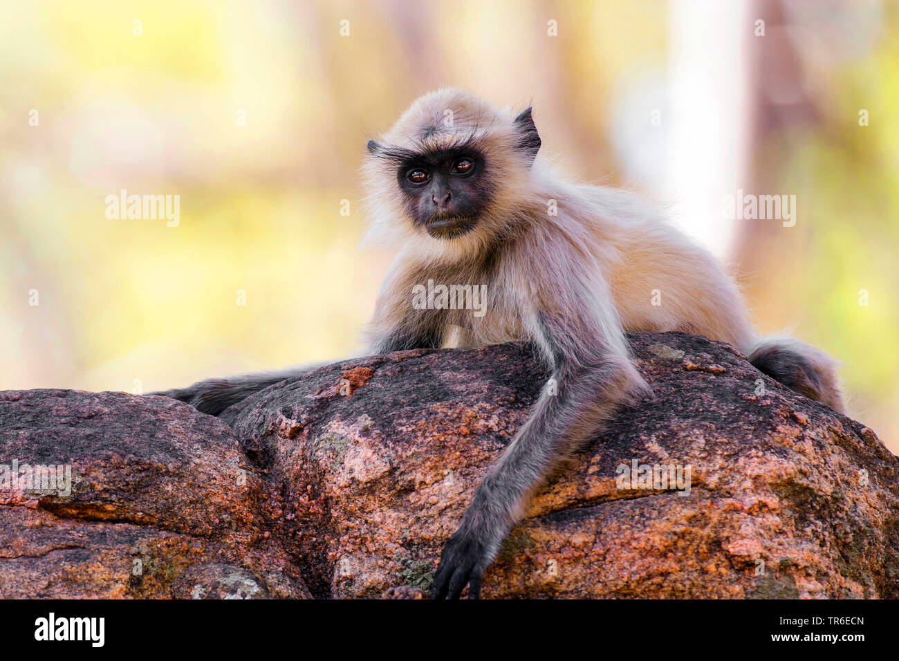 Ape of india hi-res stock photography and images - Alamy
