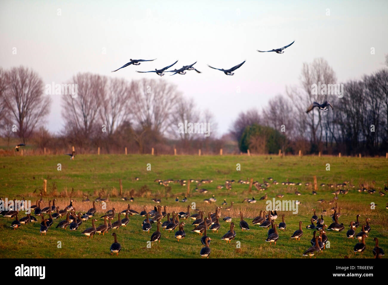 nature conservation area Bislicher Insel with wild geese, Germany ...