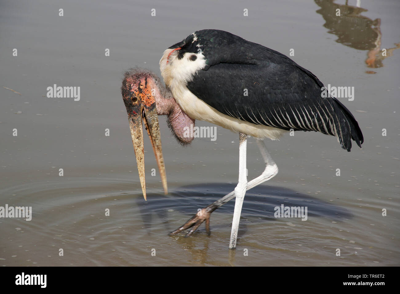 marabou stork (Leptoptilos crumeniferus), foraging in shallow water ...