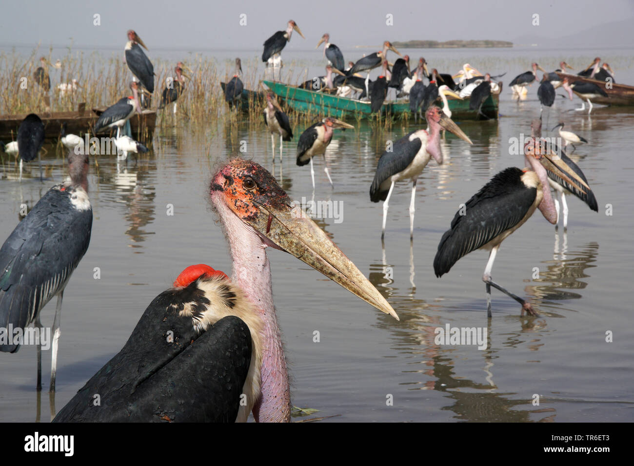 marabou stork (Leptoptilos crumeniferus), marabou storks at the lake ...