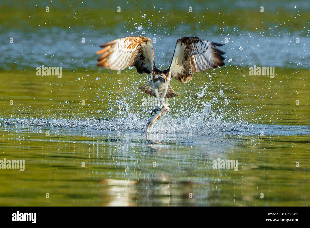 osprey, fish hawk (Pandion haliaetus), hunting a fish, Germany ...