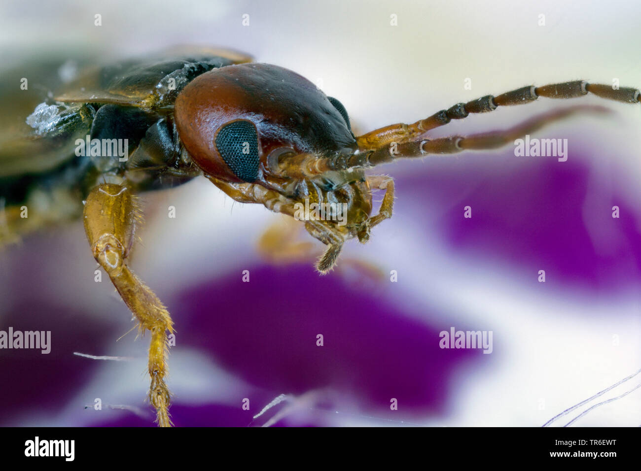 common earwig, European earwig (Forficula auricularia), portrait, side ...