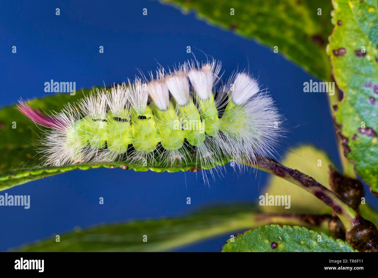 Pale tussock, Red-tail moth (Dasychira pudibunda, Olene pudibunda ...