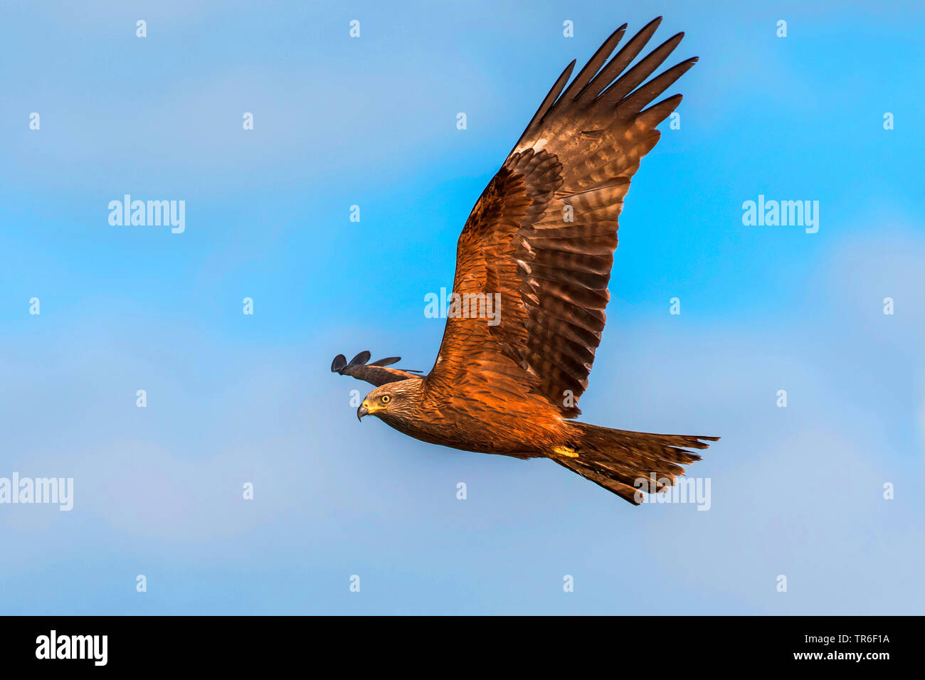 Black kite, Yellow-billed kite (Milvus migrans), in flight, side view ...