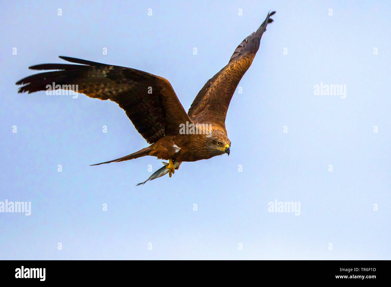 Black kite, Yellow-billed kite (Milvus migrans), in flight with a fish ...
