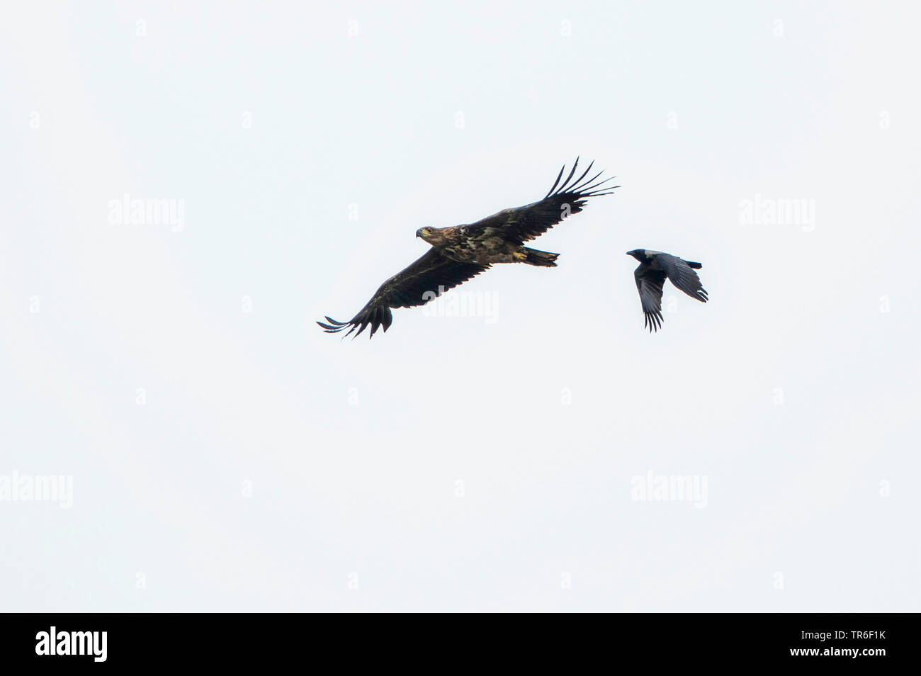 Crow attack hi-res stock photography and images - Alamy