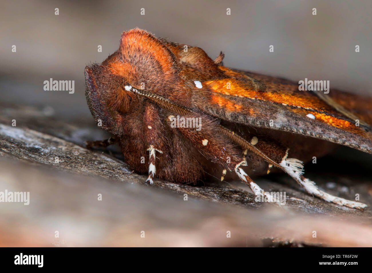 Side view of the herald moth hi-res stock photography and images - Alamy