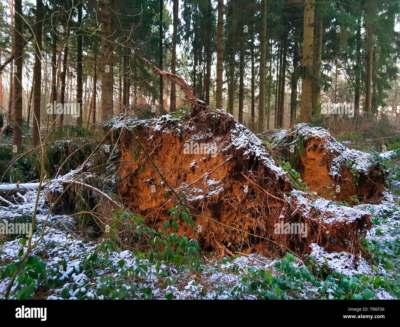 Norway spruce (Picea abies), fallen trunk after a storm in winter ...
