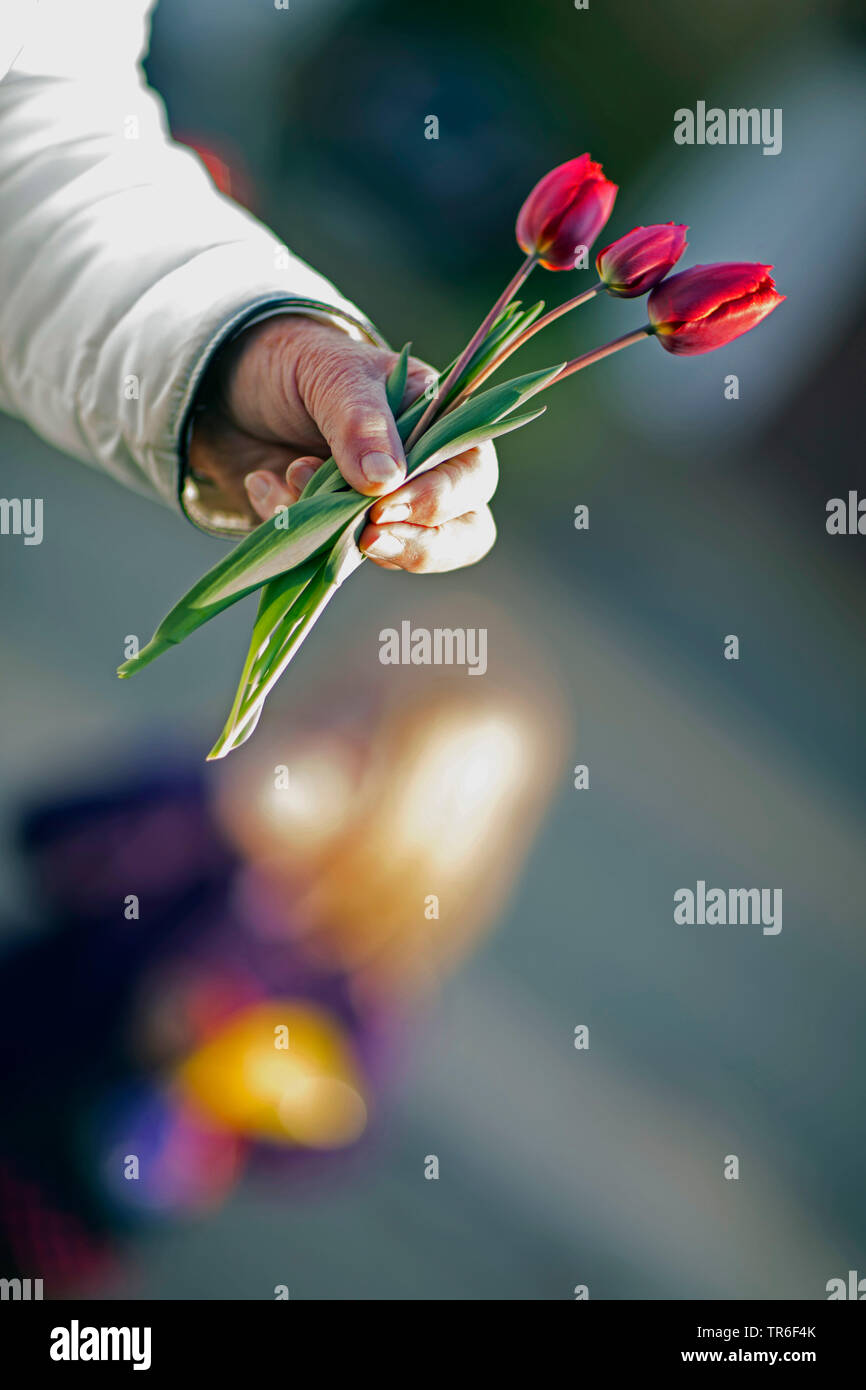 common garden tulip (Tulipa gesneriana), three red tulips in a hand ...