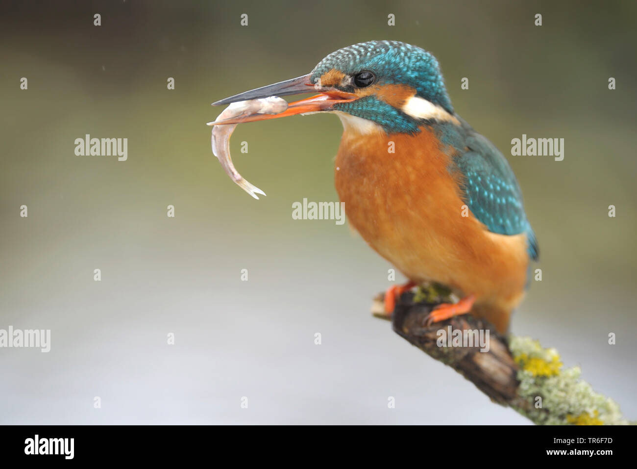 river kingfisher (Alcedo atthis), sitting on a lichened branch witch a ...