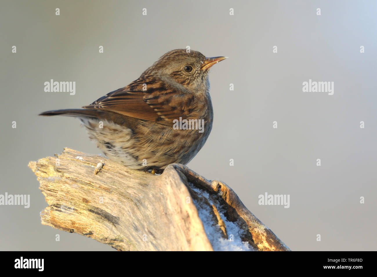 dunnock (Prunella modularis), sitting on dead wood in winter, Germany ...