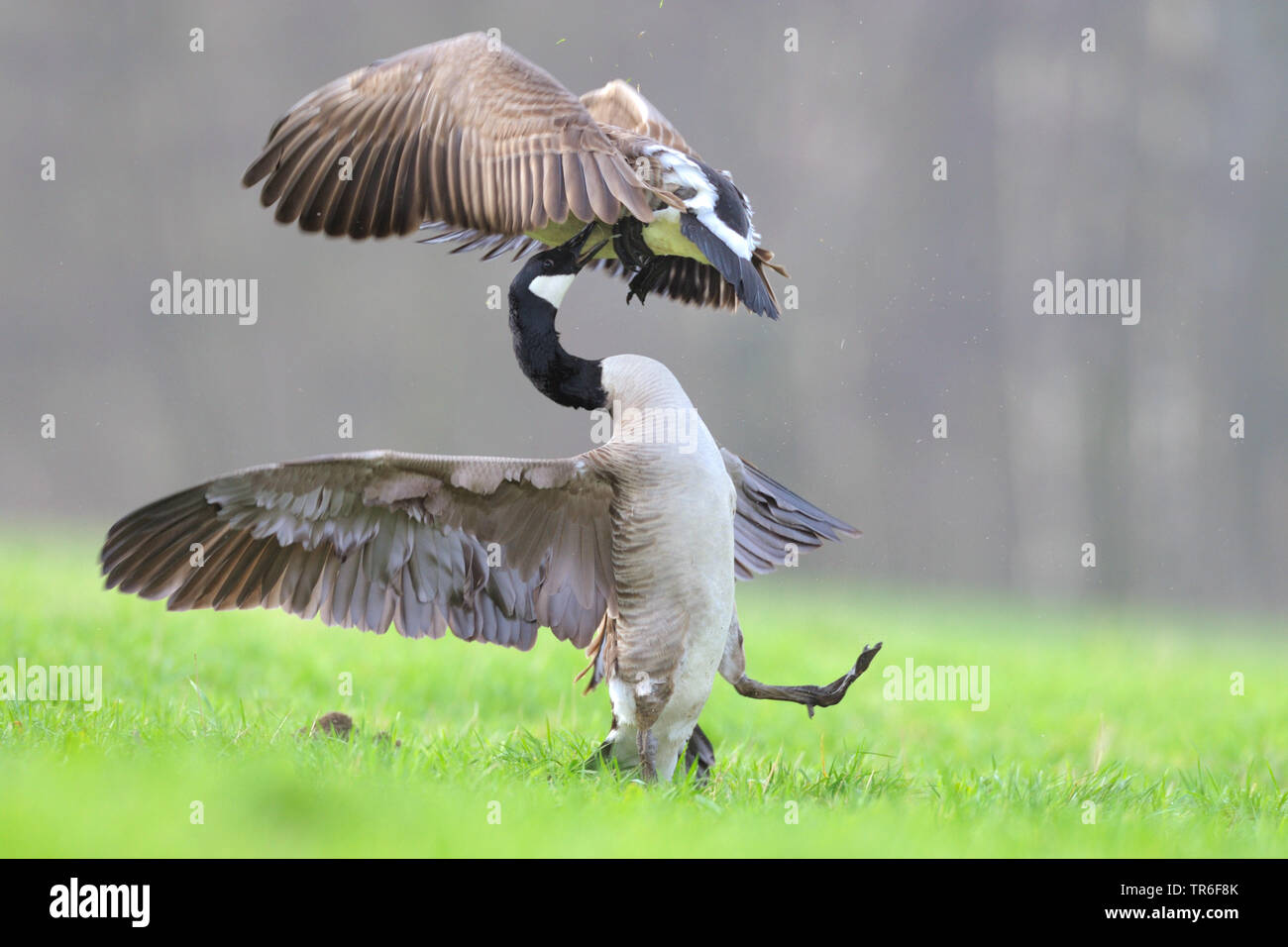 Arguing canada goose hi-res stock photography and images - Alamy