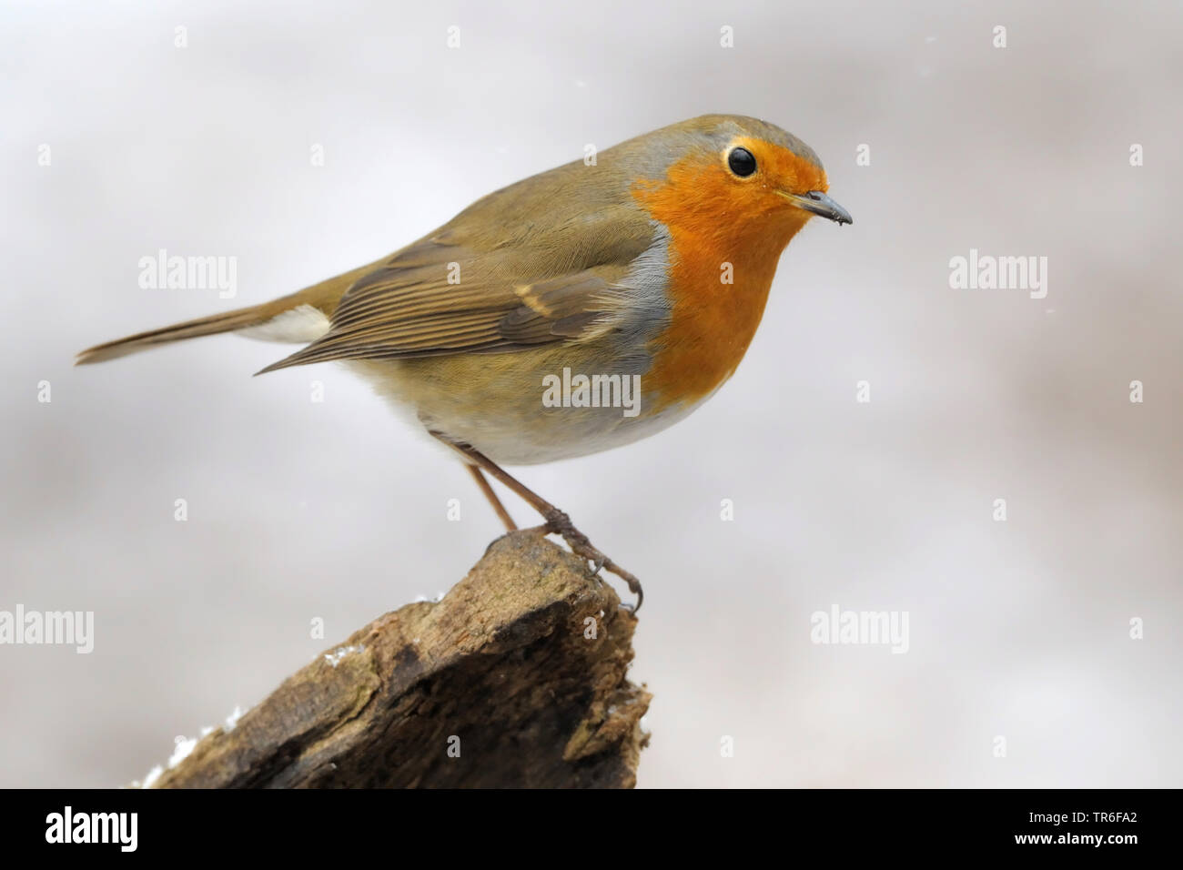 Robin in tree hi-res stock photography and images - Alamy