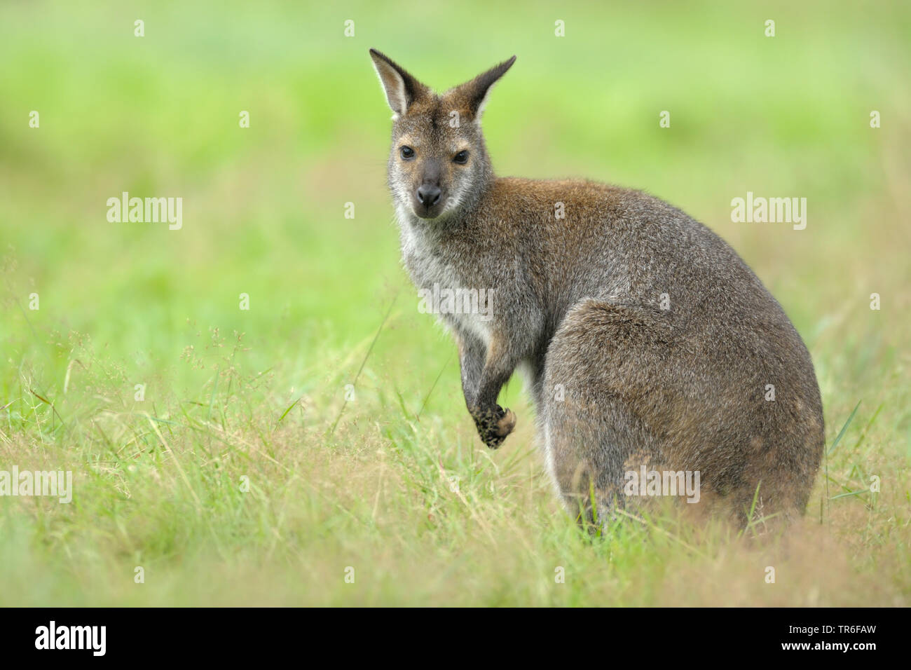 Red-necked wallaby, Bennett┤s Wallaby (Macropus rufogriseus, Wallabia ...