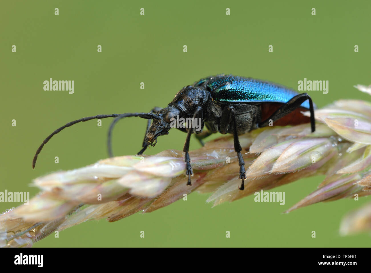 Longhorn Beetle (Carilia virginea, Gaurotes virginea), sitting on a ...