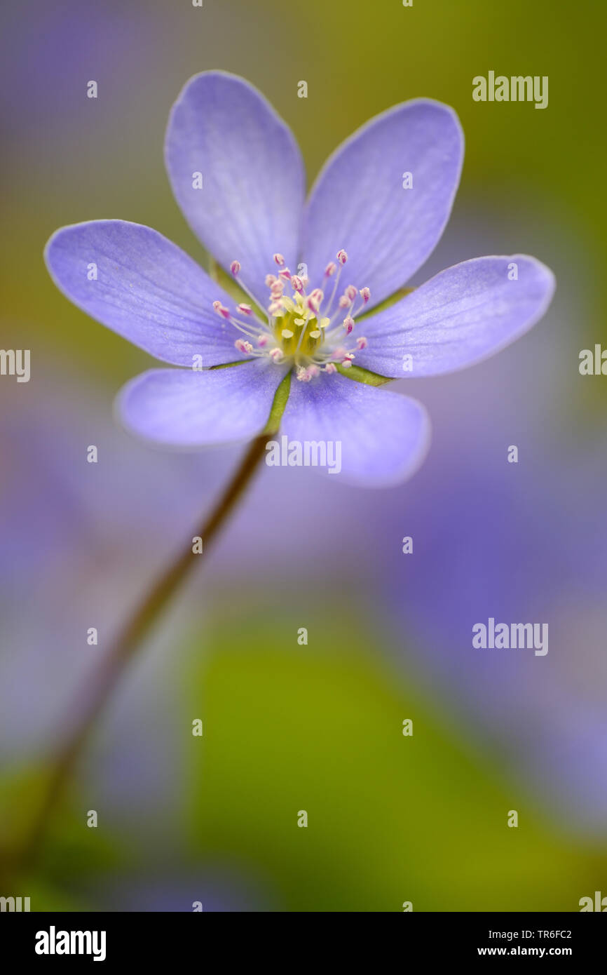 Hepatica liverleaf, American liverwort (Hepatica nobilis, Anemone ...