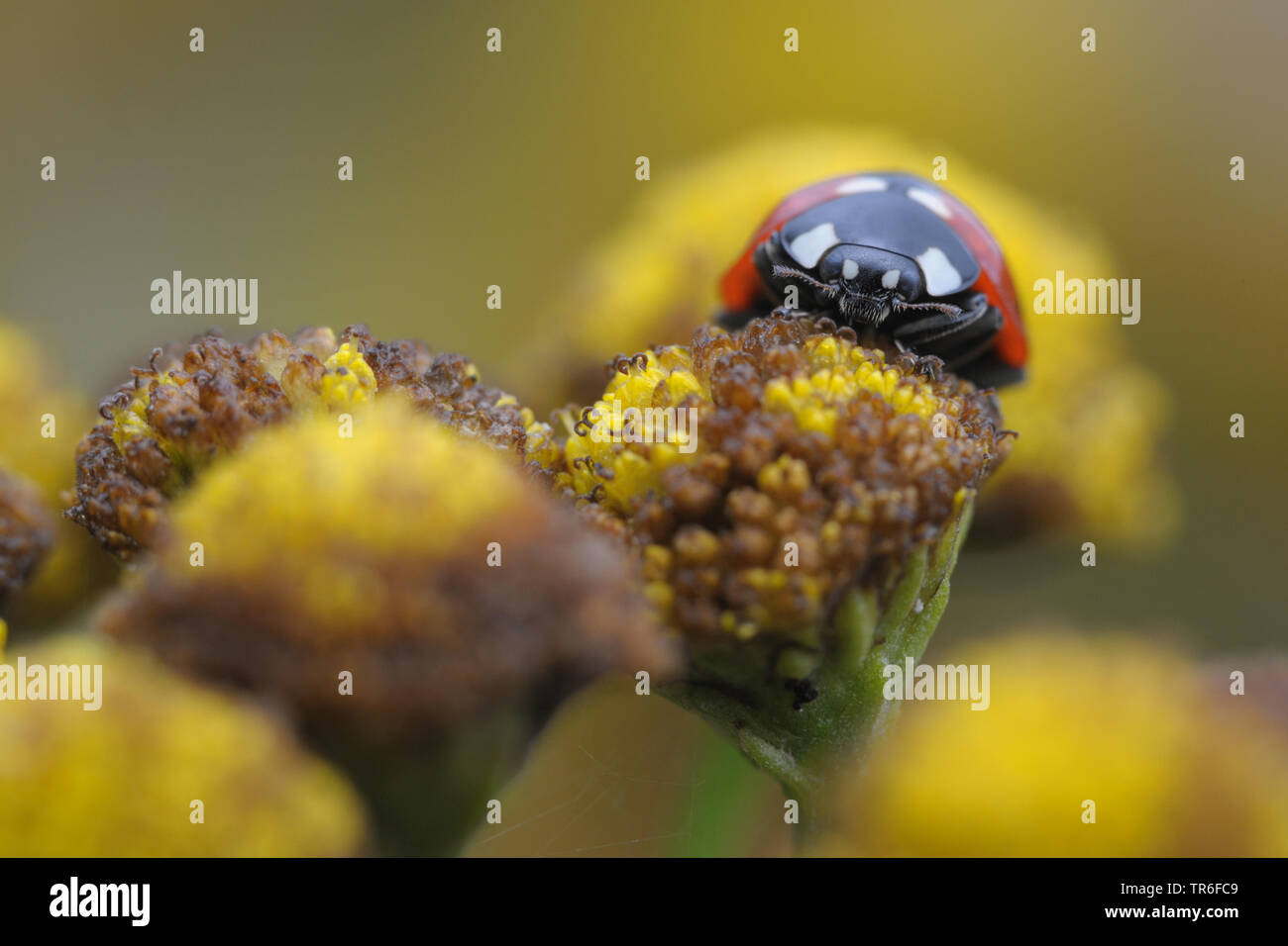 ladybirds, ladybird beetles, lady beetles, ladybugs (Coccinellidae), on ...