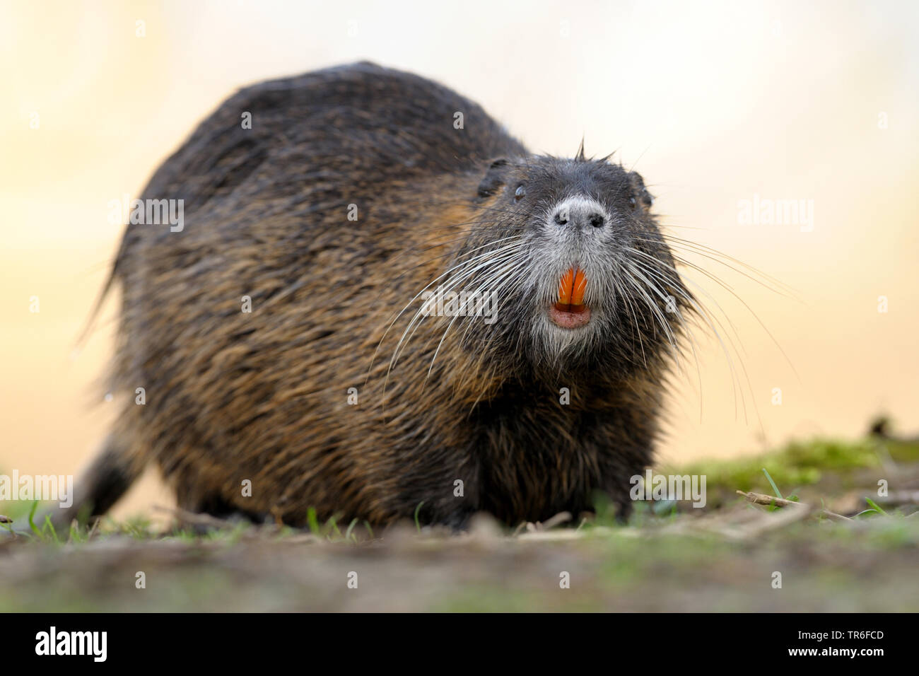 coypu, nutria (Myocastor coypus), full-length portrait, Germany Stock ...