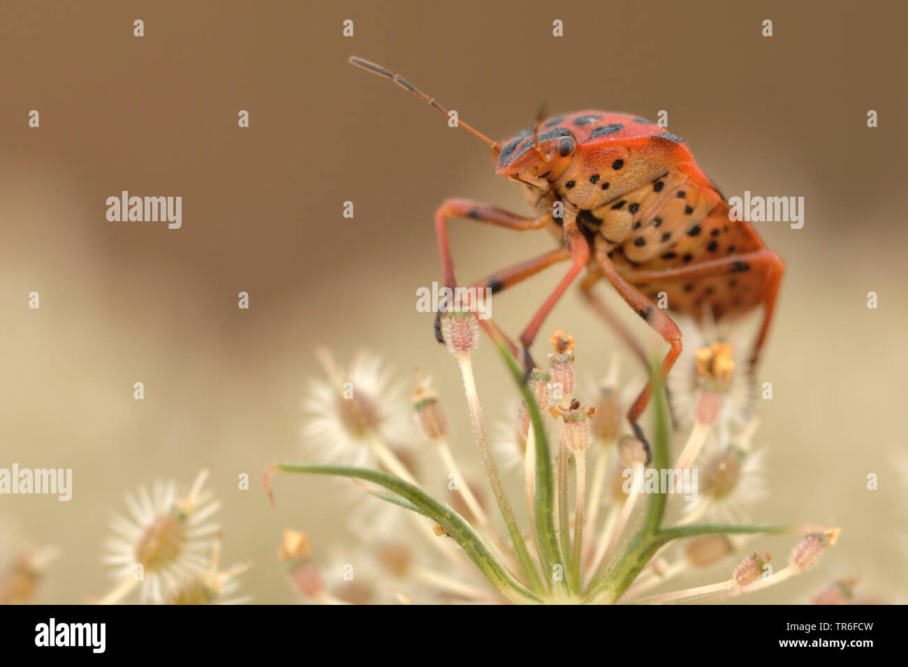 Italian Striped-Bug, Minstrel Bug (Graphosoma lineatum, Graphosoma ...