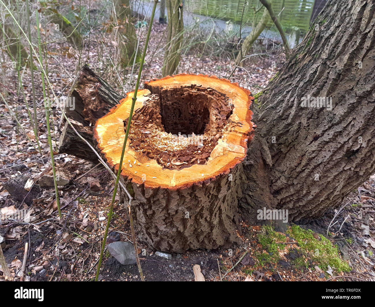 aspen, poplar (Populus spec.), heart rot of a willow trunk, Germany ...