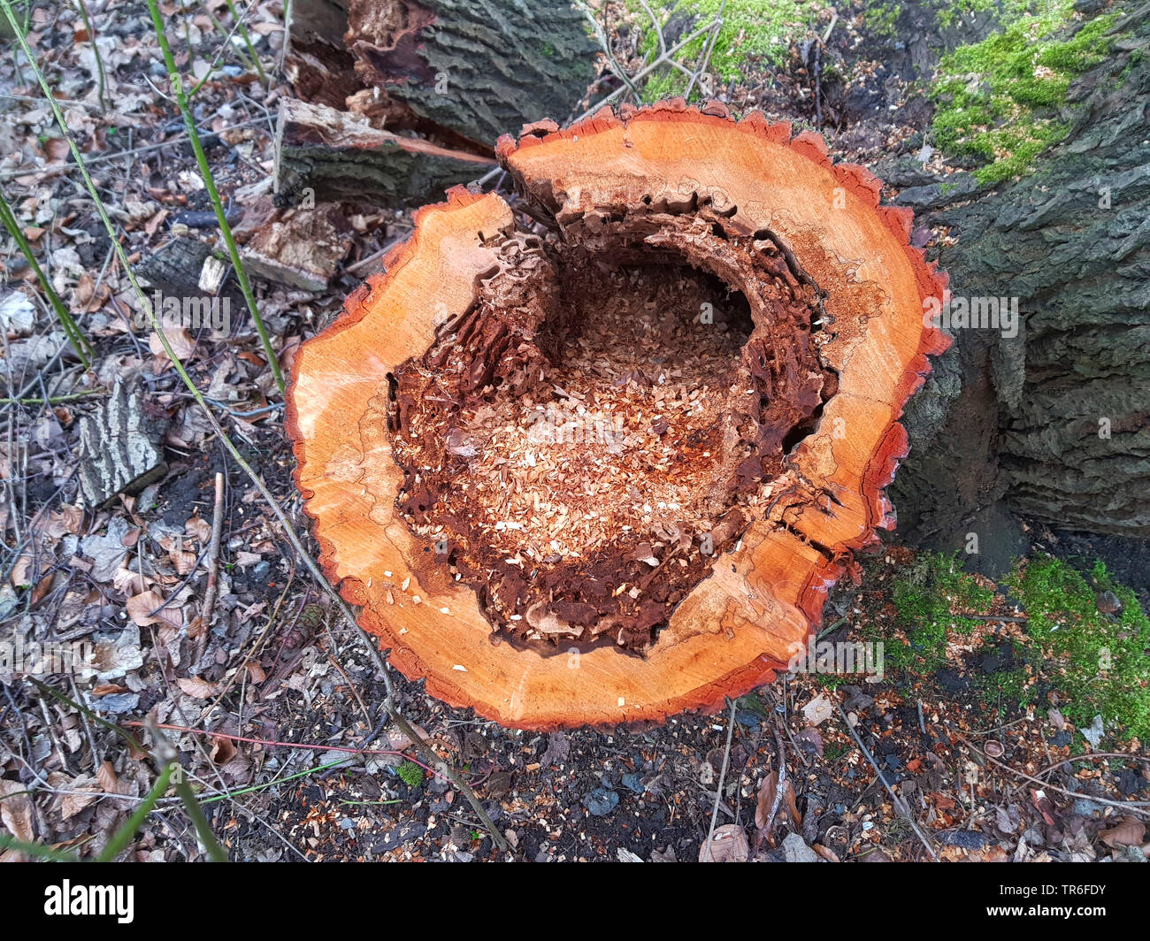 aspen, poplar (Populus spec.), heart rot of a willow trunk, Germany ...