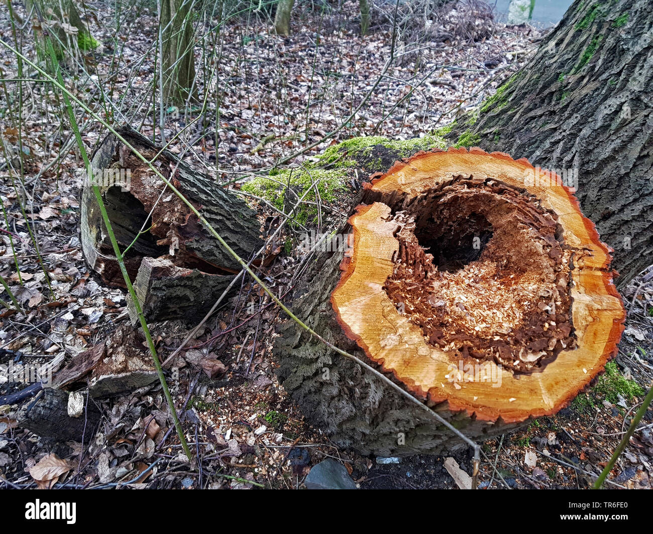 aspen, poplar (Populus spec.), heart rot of a willow trunk, Germany ...