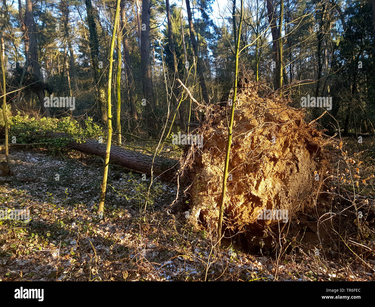 fallen tree after a winter storm, Germany Stock Photo - Alamy