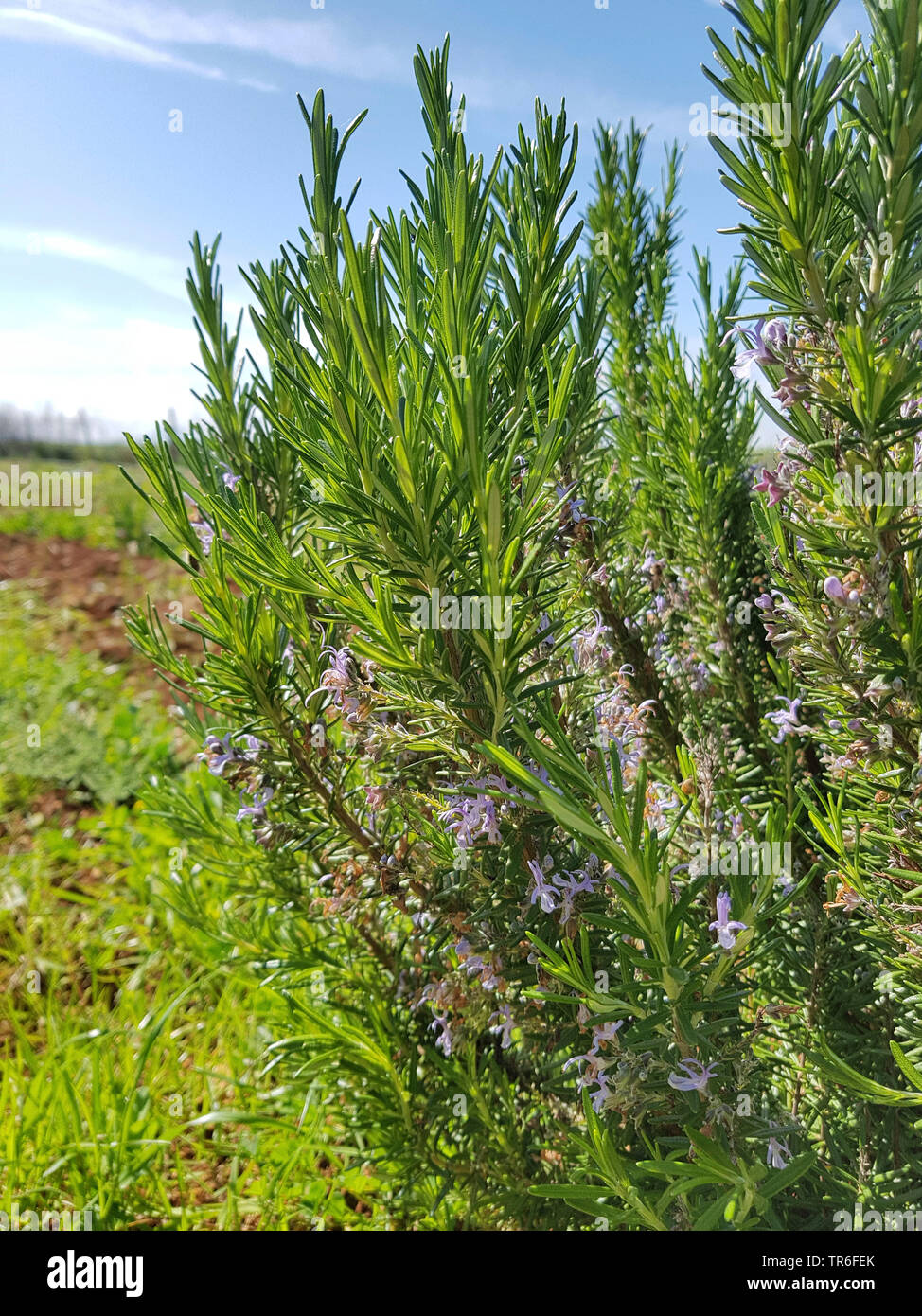 Rosemary blooms hi-res stock photography and images - Alamy